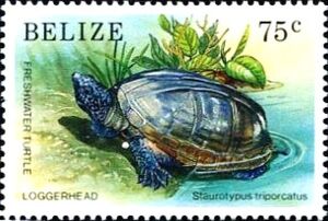 Stamp: Loggerhead Freshwater Turtle (Staurotypus triporcatus) (Belize ...