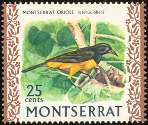 Stamp: Montserrat Oriole (Icterus oberi) (Montserrat(Birds) Mi:MS 238X ...
