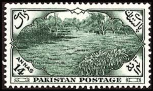 Stamp: Tea Plantation (Pakistan(7th Anniversary of Independence) Mi:PK ...