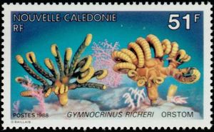 Stamp: Gymnocrinus richeri (New Caledonia(Fauna marine) Mi:NC 828,Sn:NC ...