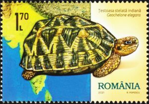 Stamp: Indian Star Tortoise (Geochelone elegans) (Romania(Turtles and ...