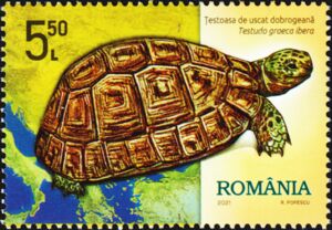 Stamp: Greek Tortoise (Testudo graeca ibera) (Romania(Turtles and ...