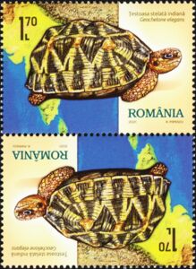 Stamp: Indian Star Tortoise (Geochelone elegans) (Romania(Turtles and ...
