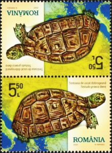 Stamp: Greek Tortoise (Testudo graeca ibera) (Romania(Turtles and ...