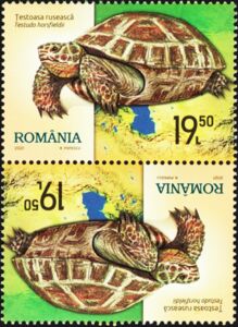 Stamp: Russian Tortoise (Testudo horsfieldii) (Romania(Turtles and ...