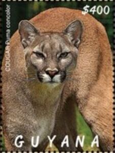 Stamp: Cougar (Puma concolor) (Guyana) (Wild Cats of Guyana (2021)) Col ...