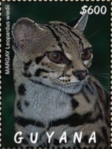 Stamp: Margay (Leopardus weidii) (Guyana) (Wild Cats of Guyana (2021 ...