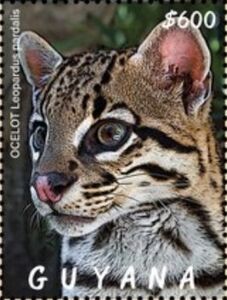 Stamp: Ocelot (Leopardus pardalis) (Guyana(Wild Cats of Guyana (2021 ...