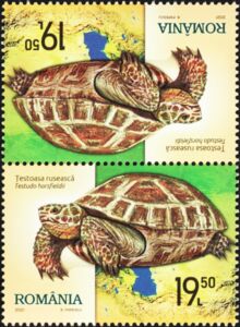 Stamp: Russian Tortoise (Testudo horsfieldii) (Romania(Turtles and ...