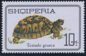 Stamp: Spur-thighed tortoise (Testudo graeca) (Albania(Reptiles) Mi:AL ...
