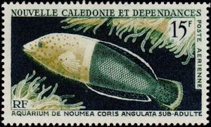 Stamp: Clown Coris (Coris angulata) - subadult (New Caledonia(Noumea ...
