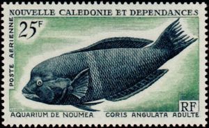 Stamp: Clown Coris (Coris angulata) - adult (New Caledonia(Noumea ...