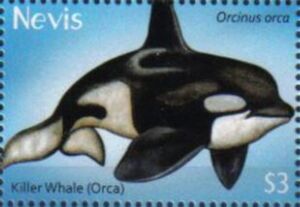 Stamp: Killer Whale (Orcinus orca) (Nevis(Dolphins & Whales (2009)) Mi ...