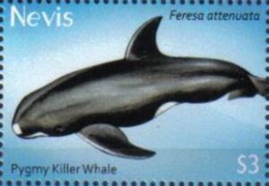Stamp: Pygmy Killer Whale (Feresa attenuata) (Nevis(Dolphins & Whales ...