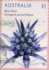 Postimerkki: Blue Devil (Eryngium pinnatifidum) (Australia(Wildflowers ...