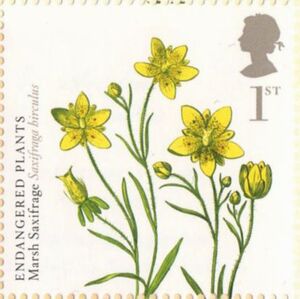 Stamp: Marsh Saxifrage (Saxifraga hirculus) (United Kingdom of Great ...