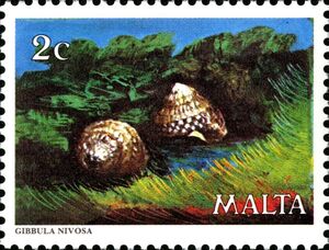 Stamp: Maltese Top Shell (Gibbula nivosa) (Malta(Marine Life (1979)) Mi ...