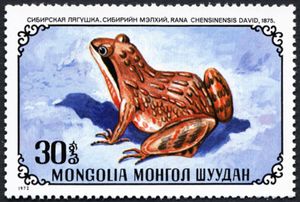 Stamp: Common Frog (Rana temporaria ssp. chinensis) (Mongolia) (Endemic ...