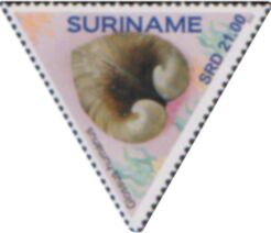 Stamp: Glossus humanus (Suriname(Shells (2022)) Yt:SR 3171