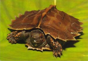 Pocket Calendar: Spiny Turtle (Estonia(Turtles) Col:EST-2022-Turtle-001.14