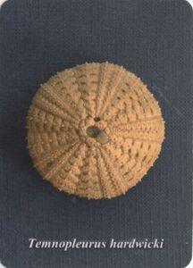 Pocket Calendar: Temnopleurus hardwicki (Spain(Fossils) Col:ESP-2003 ...