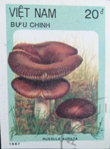 Stamp: Russula aurata (Vietnam(Mushrooms (1987)) Mi:VN 1879U