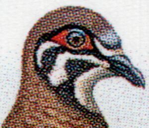 Postzegel: Squatter Pigeon (Geophaps scripta) (Australië(Pigeons and ...