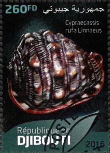 Stamp: Red Helmet Shell (Cypraecassis rufa) (Djibouti(Shells (2016)) Mi ...