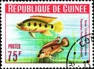 Stamp: Banded Jewelfish (Hemichromis fasciatus) (Guinea(Fishes (1964)) Mi:GN 223A,Sn:GN 324,Yt ...
