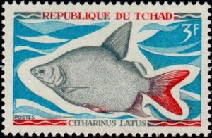 Stamp: Moonfish (Citharinus latus) (Chad(Native freshwater fish) Mi:TD ...