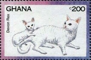 Stamp: Devon rex (Ghana(Cats (1994)) Mi:GH 1988,Yt:GH 1601,Sg:GH 1970