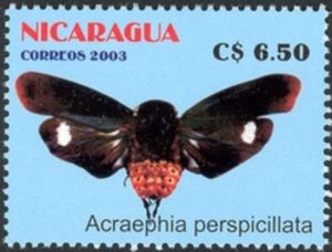 Stamp: Insect (Acraephia perspicillata) (Nicaragua(Insects of Nicaragua ...