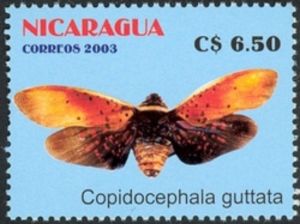 Stamp: Fulgorid Planthopper (Copidocephala guttata) (Nicaragua ...