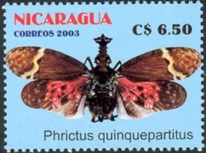 Stamp: Dragon-headed Bug (Phrictus quinquepartitus) (Nicaragua(Insects ...