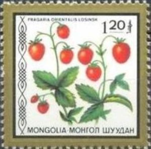 Stamp: Fragaria orientalis (Mongolia(Fruits) Mi:MN 1883,Sn:MN 1590,Yt ...