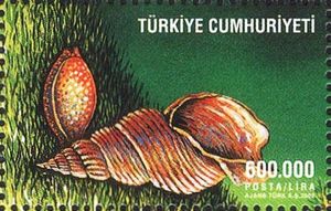 Stamp: Various Shells (Turkey) (Mussels and Marine Snails) Mi:TR 3315 ...