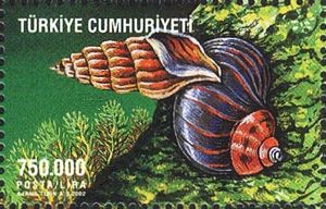 Stamp: Shell (Türkiye (Turkey)(Mussels and Marine Snails) Mi:TR 3316,Sn ...