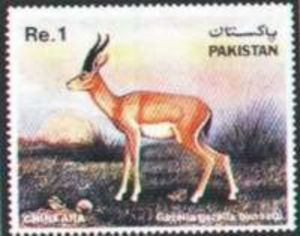 Chinkara – Great Pakistan
