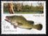 Stamp: Murray Cod (Maccullochella peelii) (Australia(Angling in ...